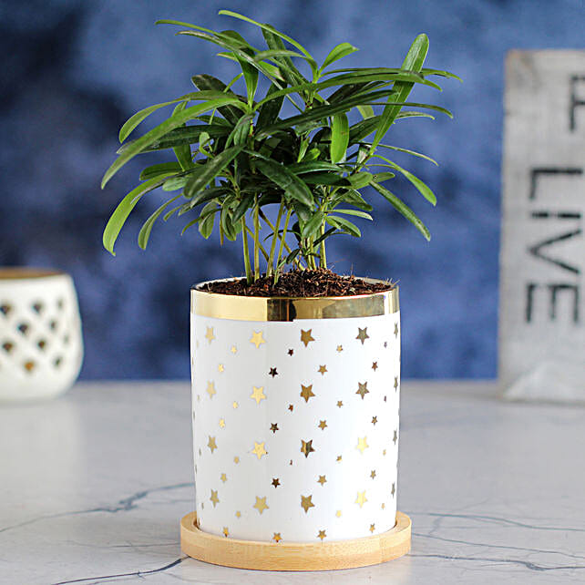 Buy/Send Podocarpus Plant In White & Golden Star Pot Online- FNP