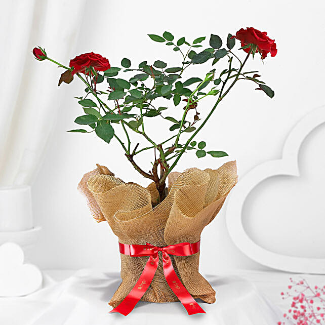 Buy/Send Potted Rose Plant Online- Ferns N Petals