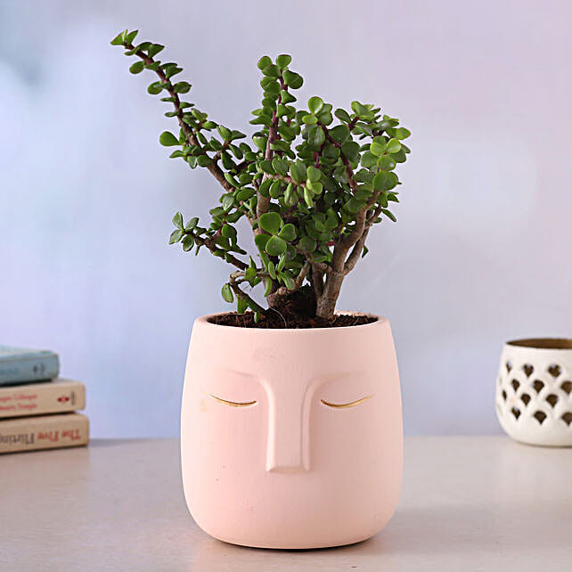 Buy/Send Jade Plant Pink Face Pot Online- FNP
