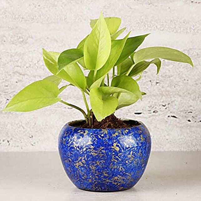 Buy/Send money plant in blue metal pot 3 1 2 9 inch Online- FNP