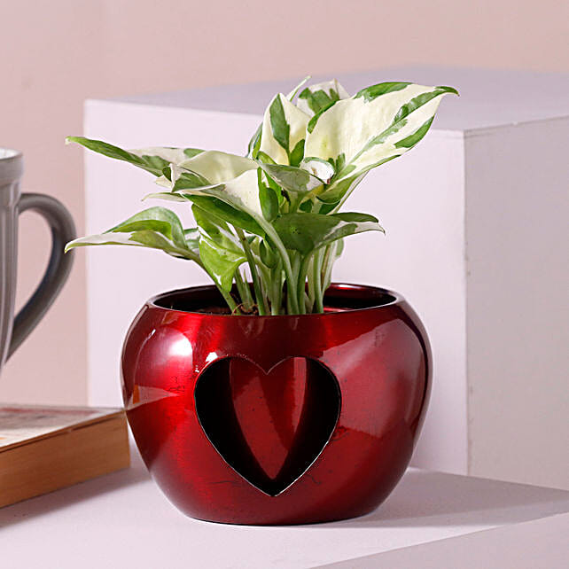 Buy/Send White Pothos Plant Red Heart Cut Pot Online- FNP