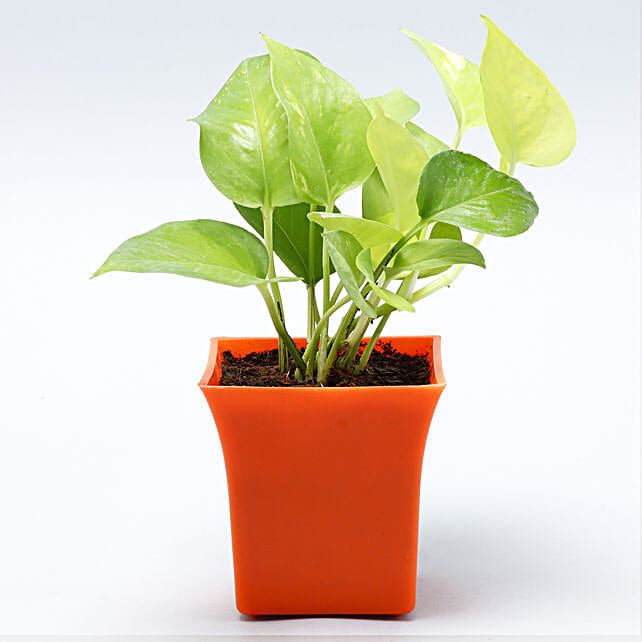 Buy/Send Money Plant Orange Plastic Pot Online- FNP