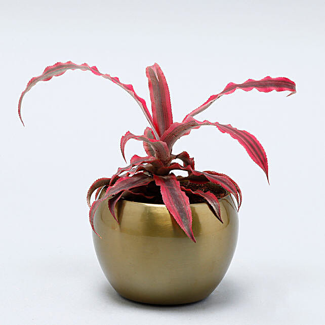 Buy/Send Star Plant Golden Metal Pot Online- FNP