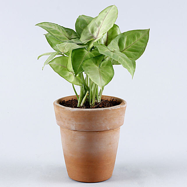 Buy/Send Syngonium Plant Terracotta Planter Online- FNP