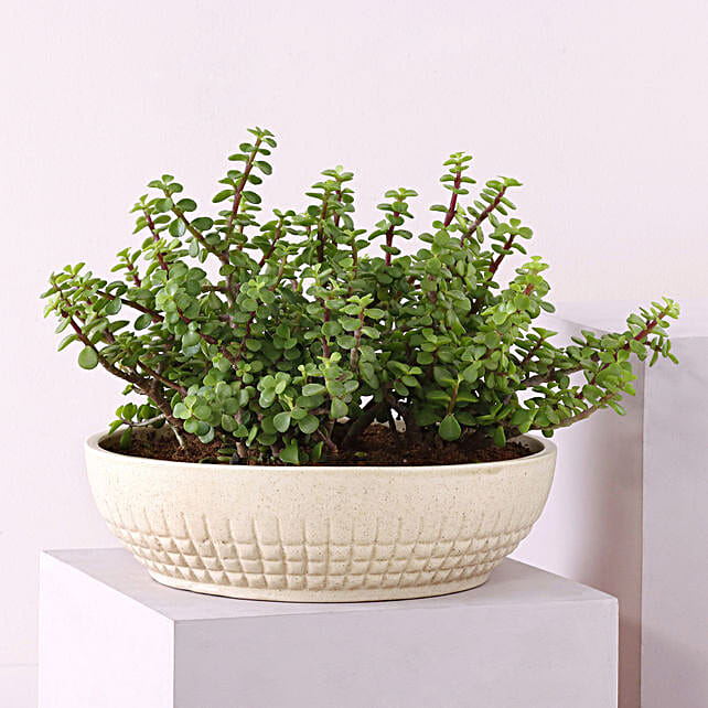 Buy/Send Jade Plant Bowl Shaped Pot Online- FNP