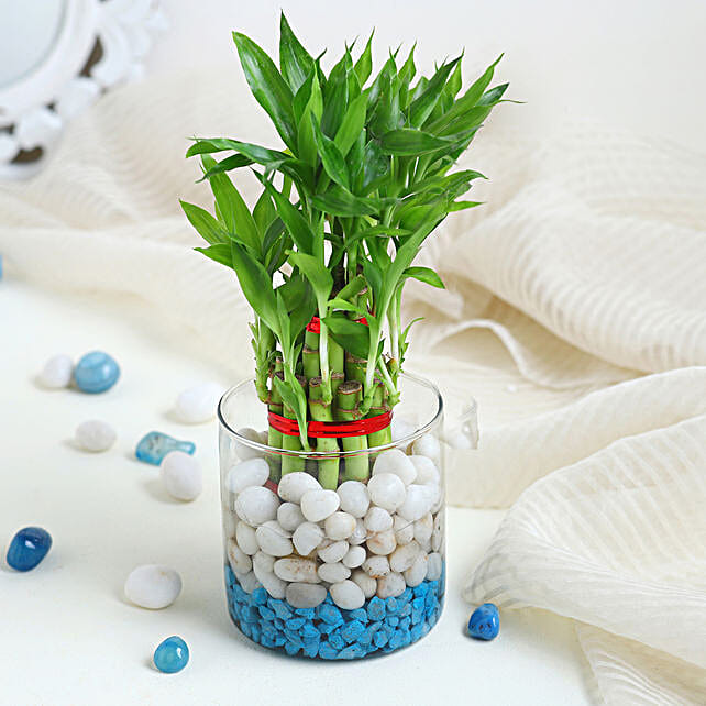 Buy/Send 2 Layer Bamboo Cylindrical Vase Terrarium Online- FNP