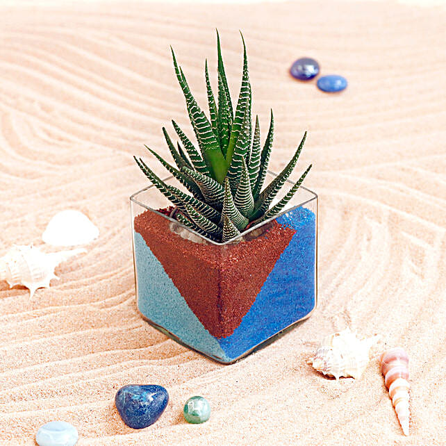 Buy/Send Haworthia Plant Square Vase Colourful Terrarium Online- FNP