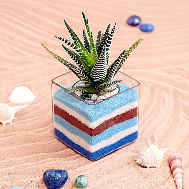 Buy/Send Haworthia Plant Square Vase Terrarium Online- FNP