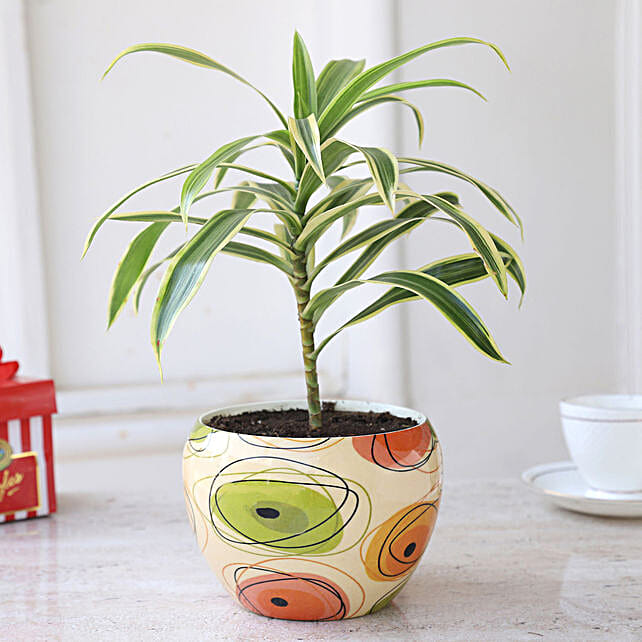 Buy/Send Song Of India Potted Plant In Beige Pot Online- FNP