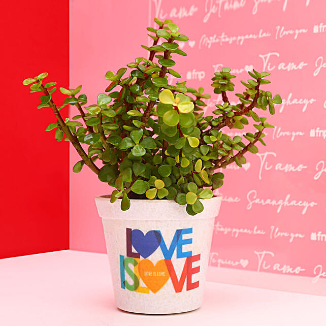 Buy/Send Jade Plant In Love Is Love Pot- Hand Delivery Online- FNP