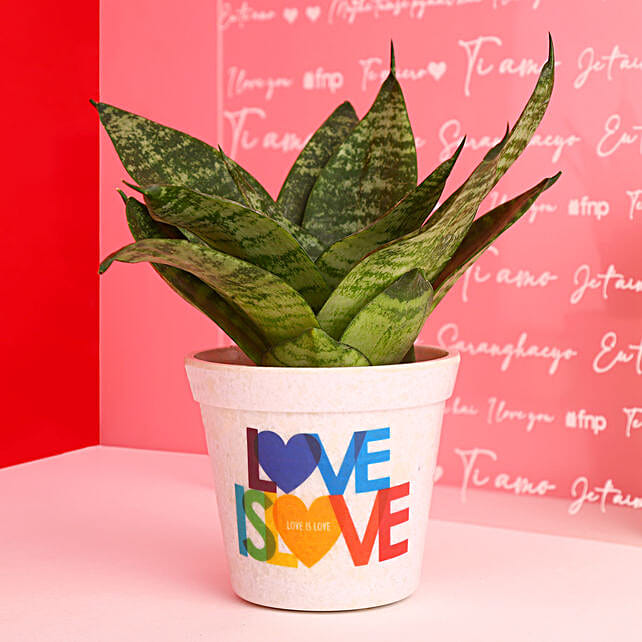 Buy/Send Sansevieria Plant In Love Is Love Pot- Hand Delivery Online- FNP