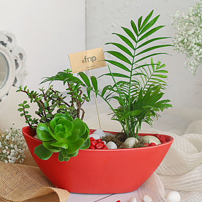 Buy/Send Goodness of Plants In Ship Pot Online- FNP