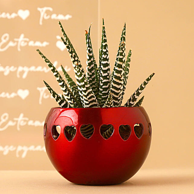 Buy/Send Epitome of Love Haworthia Plant Online- FNP