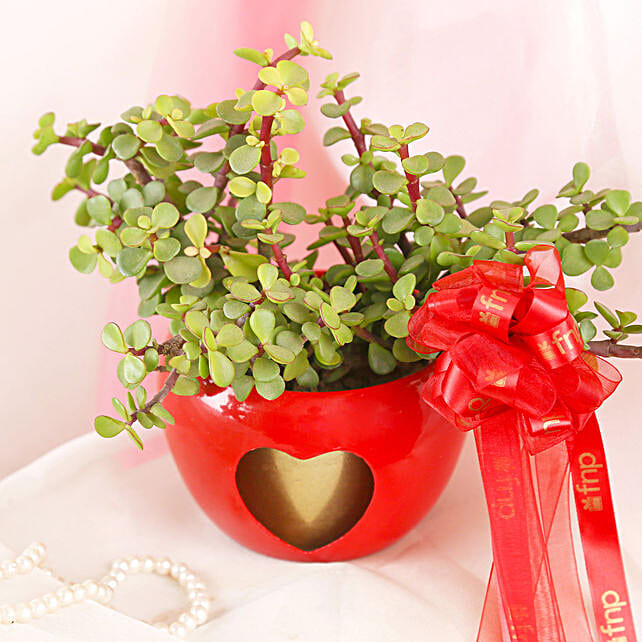 Buy/Send Lucky Mascot Jade Plant Online- FNP