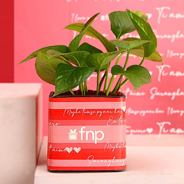 Buy/Send Varied Emotions Money Plant Online- FNP