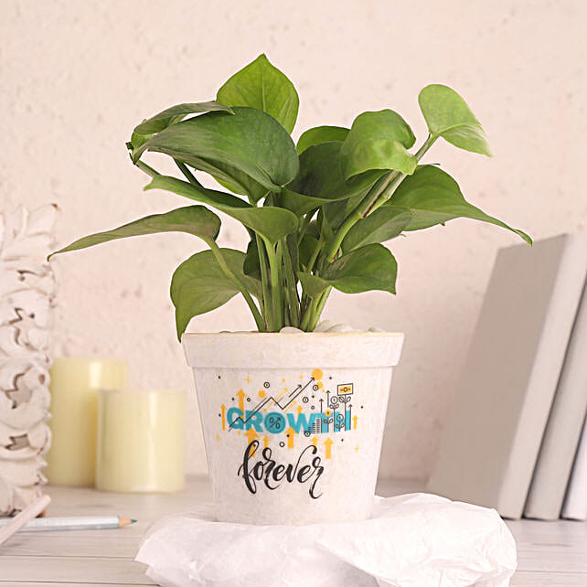 Buy/Send Forever Money Plant Online- FNP