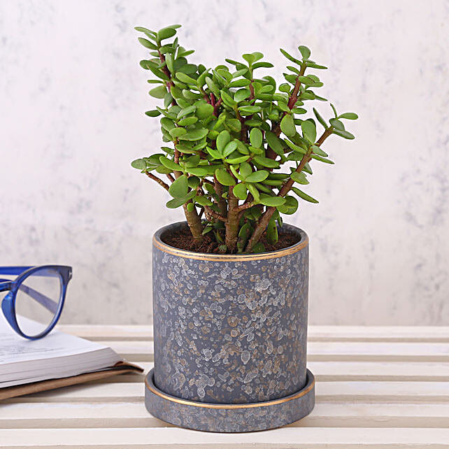 Buy/Send Jade Plant In Black Aesthetic Pot Online- FNP