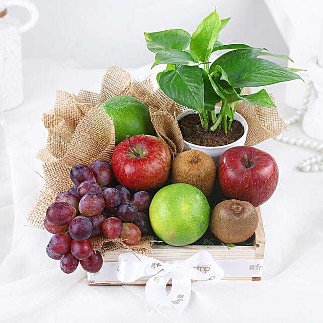 Buy/Send Prosperous Fruits and Money Plant Online- FNP