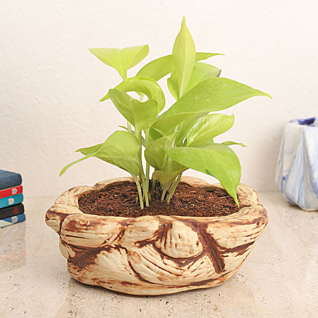 Buy/Send Golden Money Plant In Earthy Look Pot Online- FNP
