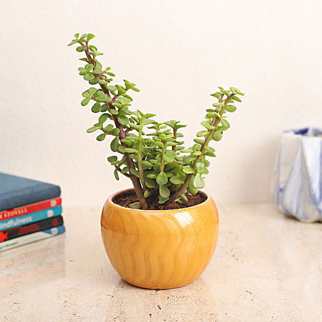 Buy/Send Jade Plant In Tropical Ceramic Pot Online- FNP