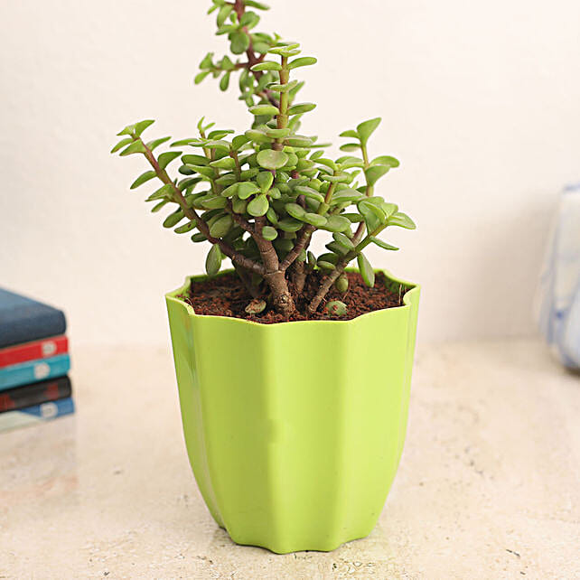 Buy/Send Lucky Daisy Jade Online- FNP