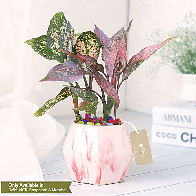Buy/Send Pink Fortune Aglaonema Plant Online- FNP