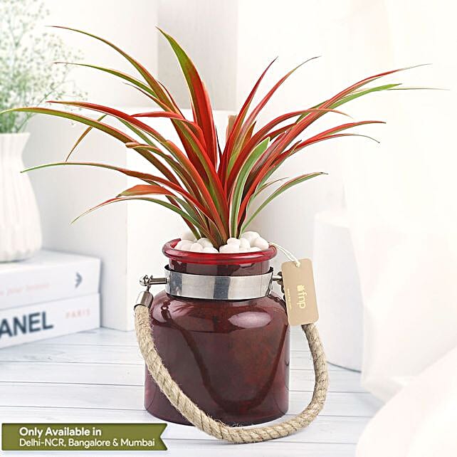 Buy/Send Spider Plant in Red Glass Vase Online- FNP