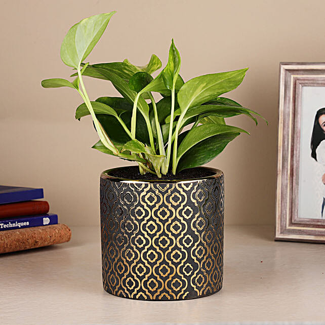 Buy/Send Green Money Plant In Gold Pattern Pot Online- FNP