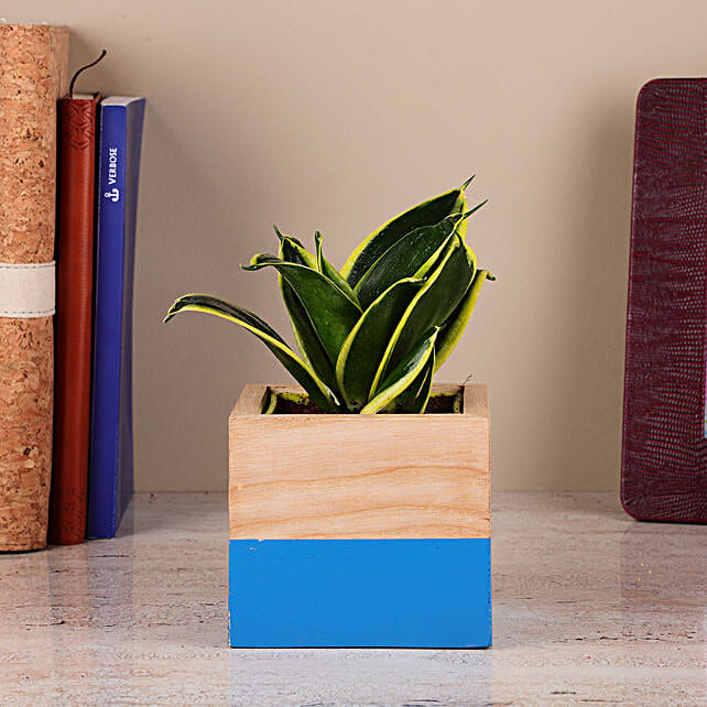 Buy/Send Sansevieria Plant In Two Toned Mango Wood Pot Online- FNP