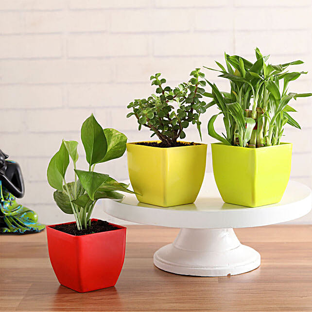 Buy/Send Two Layer Lucky Bamboo With Money & Jade Plant Set Online- FNP