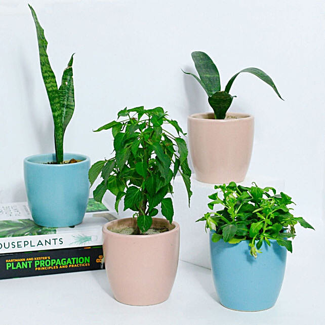Buy/Send Lazy Gardener Pastel Planter Pots Online- FNP