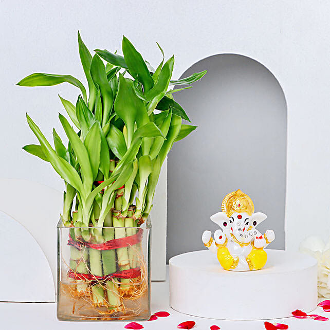 Buy/Send Bamboo Plant Blessing Online- FNP