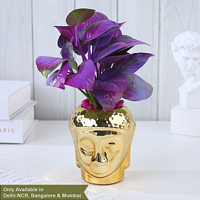 Buy/Send Purple Money Plant Oasis Online- FNP