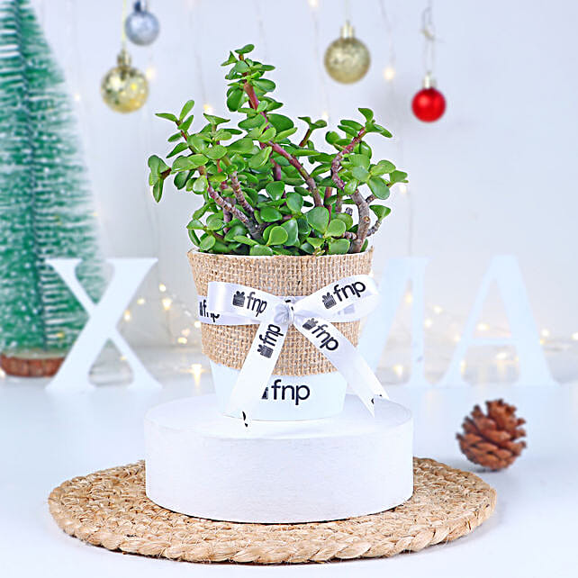 Buy/Send Jade Plant Winter Love Pot Online- FNP