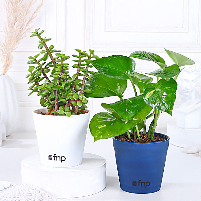 Buy/Send Money & Jade Plant Set Online- FNP