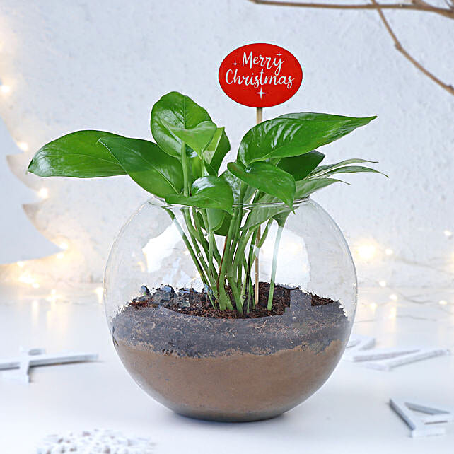 Buy/Send Prosperity Wishes Money Plant Online- FNP