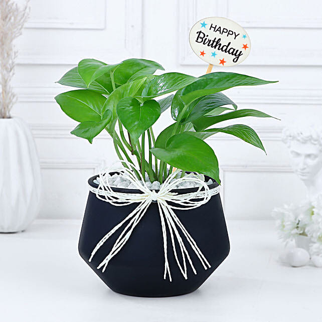Buy/Send Money Plant Birthday Blossom Online- FNP