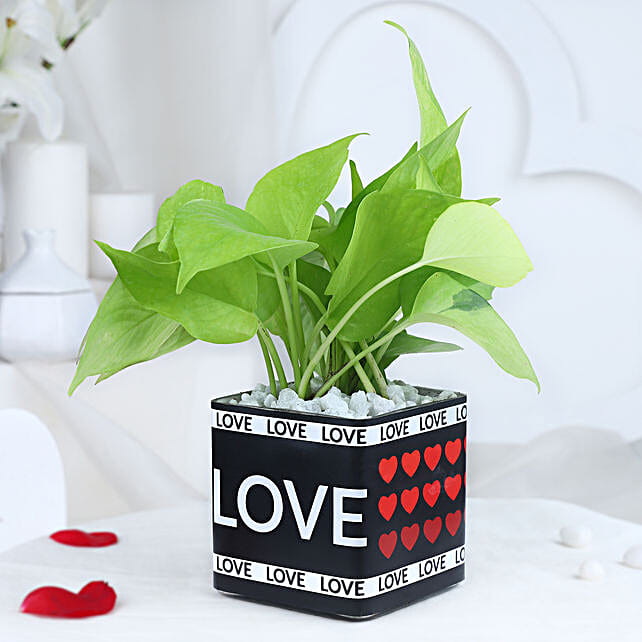 Buy/Send Money Plant Love Gift Online- FNP