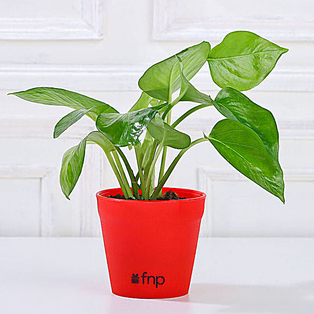 Buy/Send Golden Money Plant in Red Imported Pot Online- FNP