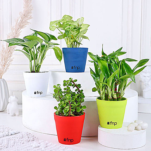 Buy/Send Bamboo Jade Bliss Money Plant Ensemble Online- FNP