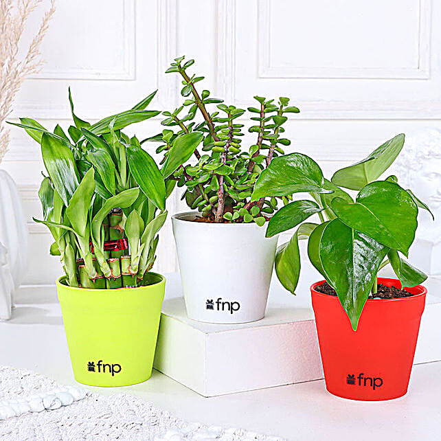 Buy/Send Jade Harmony Money Bamboo Plant Set Online- FNP