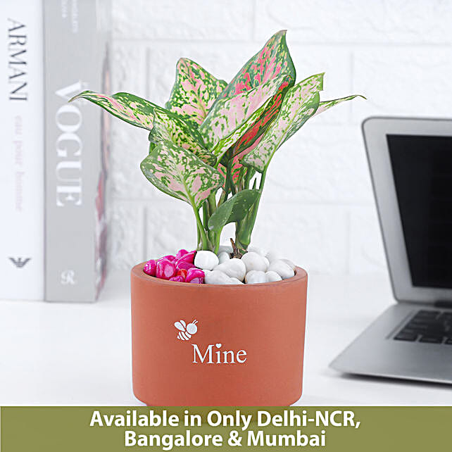Buy/Send Pink Aglonema Plant In Love Infused Mine Pot Online- FNP
