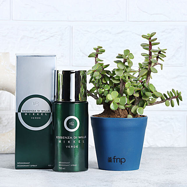 Buy/Send Jade Plant & Premium Deodorant Combo Online- FNP