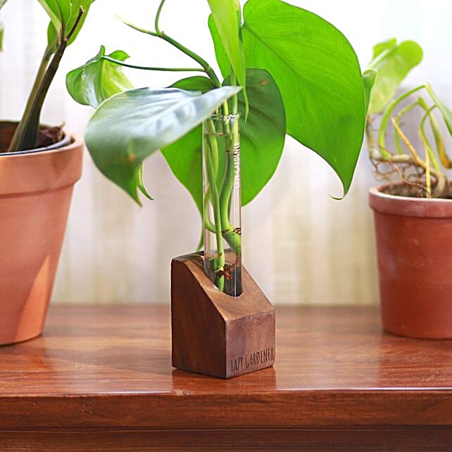 Buy/Send Lazy Gardener Sheesham Test Tube Planter Online- FNP