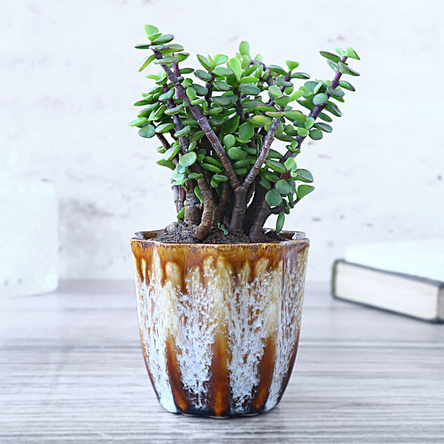 Buy/Send Prosperous Jade Pot Online- FNP