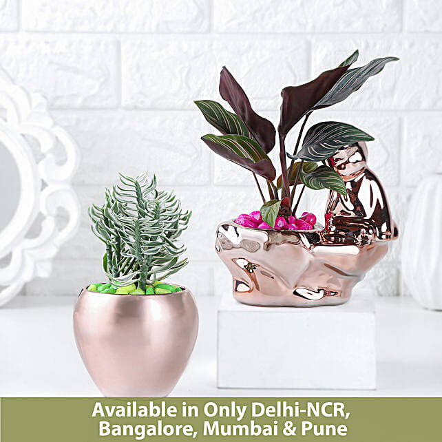 Buy/Send Plant Bliss Duo Online- FNP