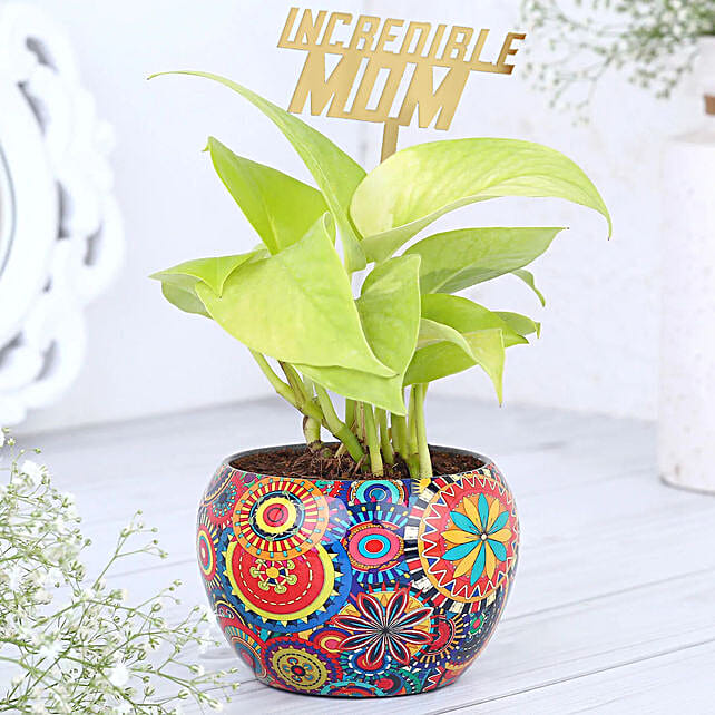 Buy/Send Money Plant Surprise For Incredible Mom Online- FNP