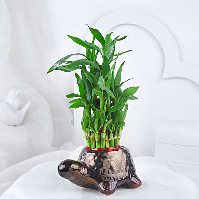 Buy/Send Lucky Shell Serenity Bamboo Online- FNP