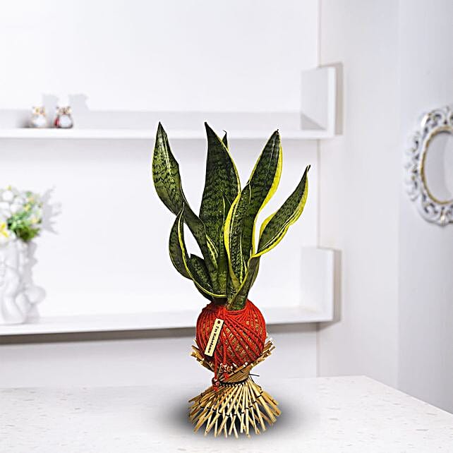 Buy/Send Snake Plant Kokedama Style Willow Setup Online- FNP