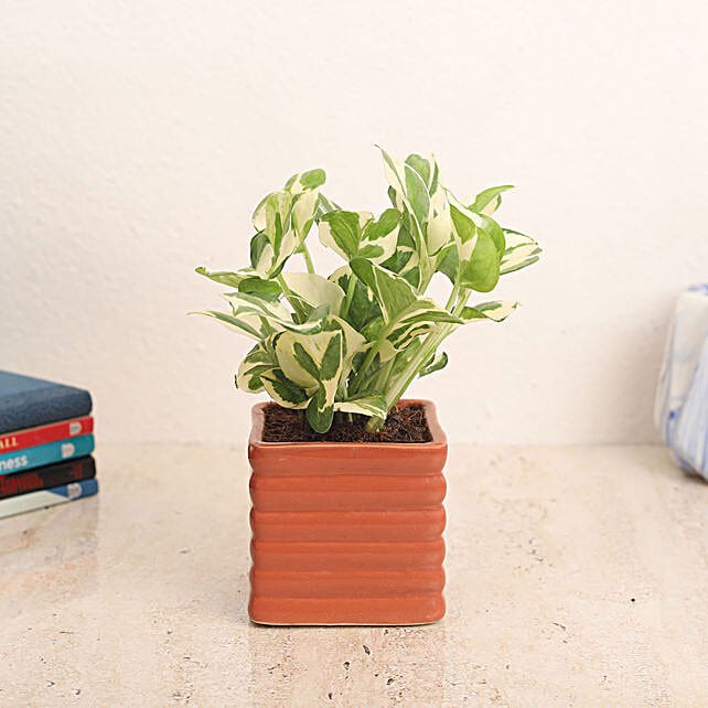 Buy Send White Pothos Plant In Ribbed Red Pot Online Fnp